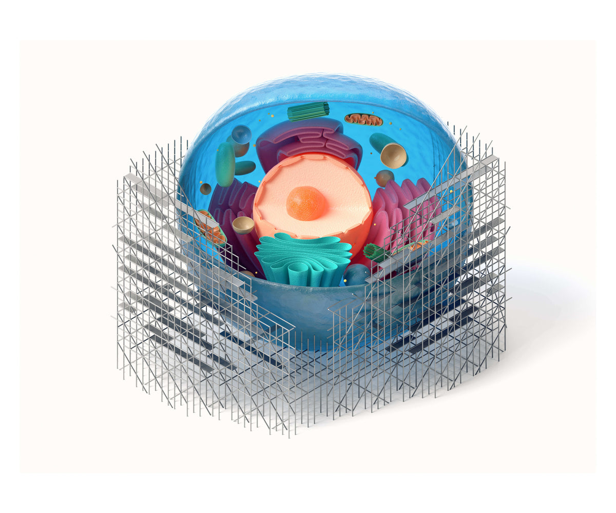 SOPORTE INFLAMACIÓN CELULAR – FUNCIONALDOC